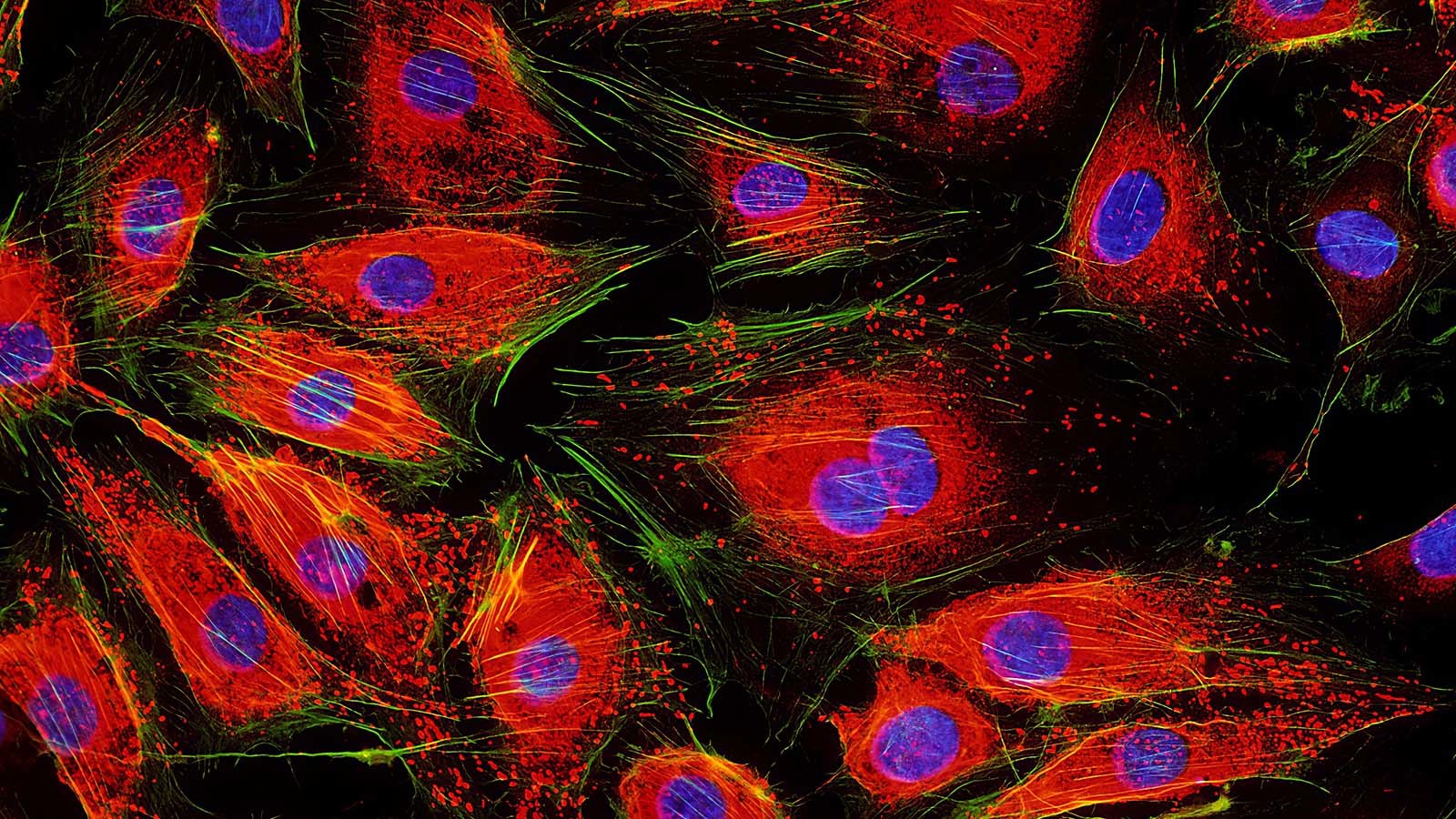 Nikon’s Small World