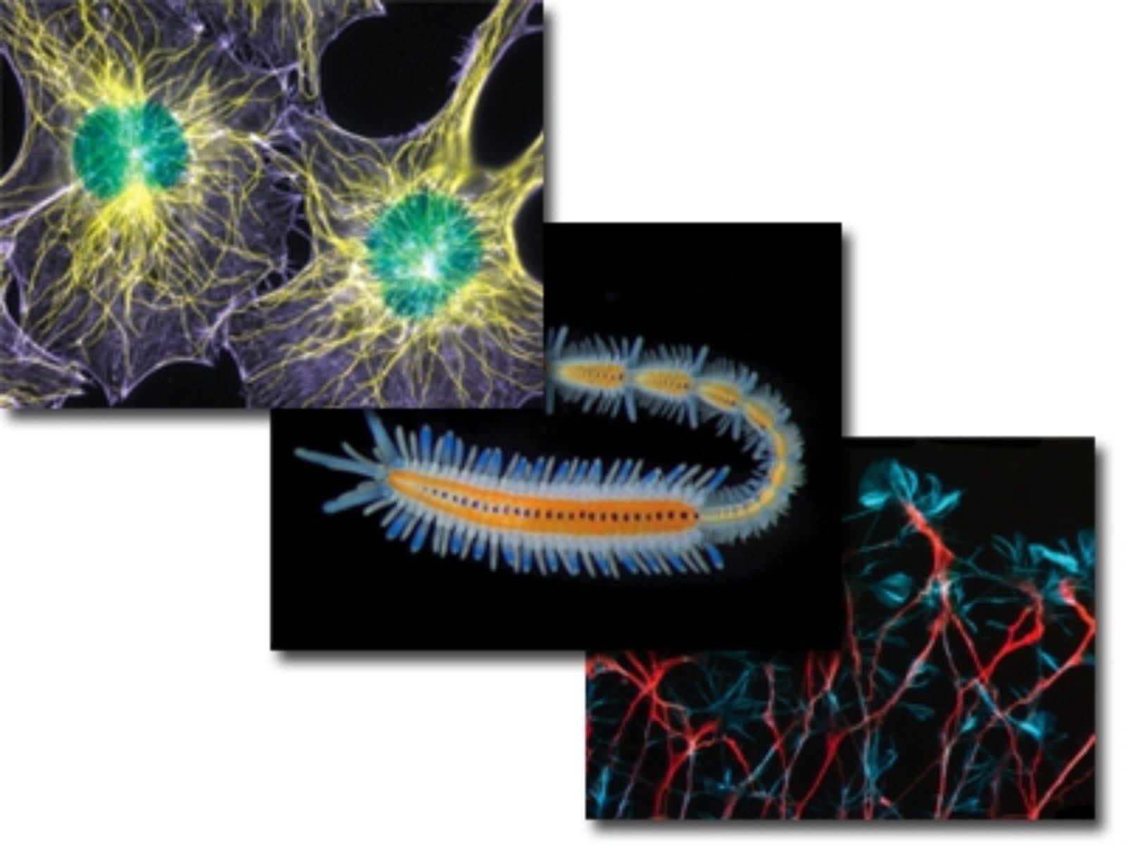 Scripps Cell Biologist, Australian Marine Scientist, and Estonian ...