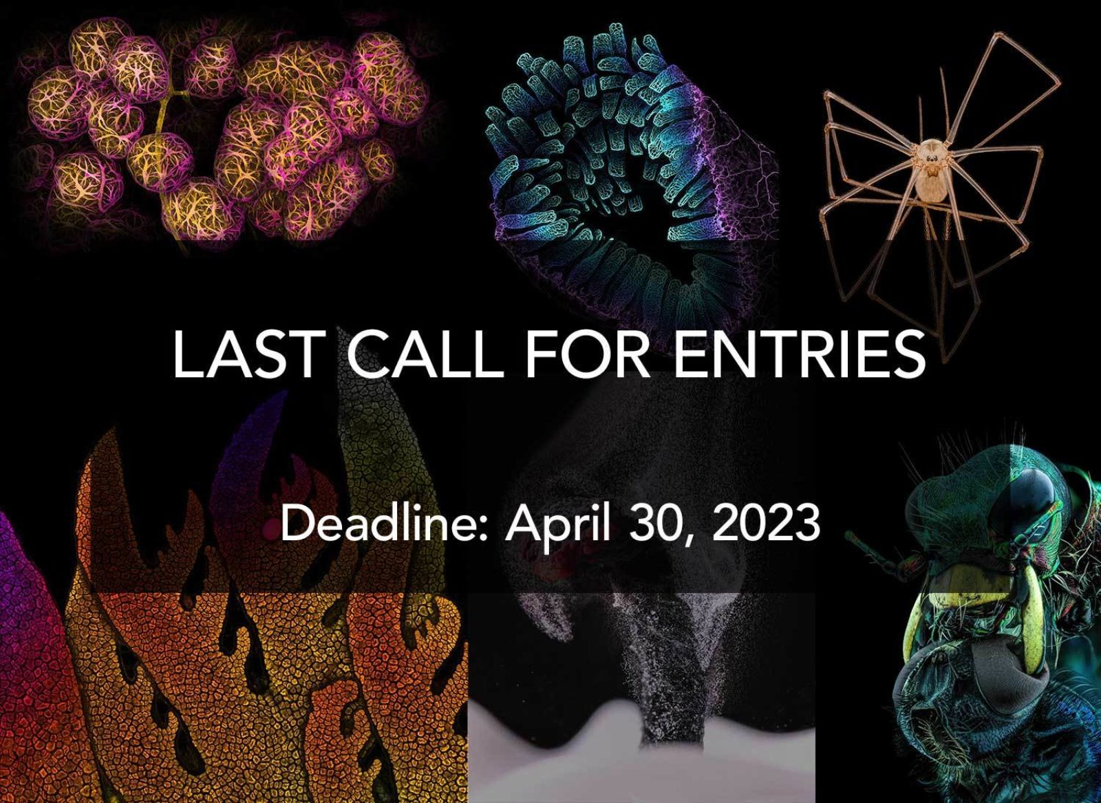 Small World 2023 Last Call for Entries | News | Nikon Small World