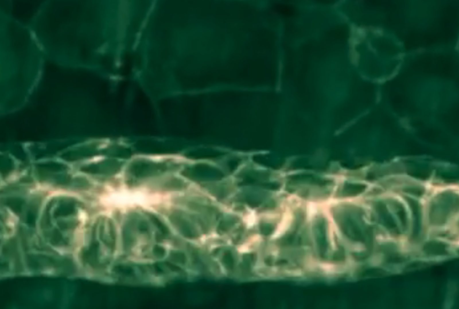 Time-Lapse Video of Zebrafish “Inner Ear” Development Wins Small World ...