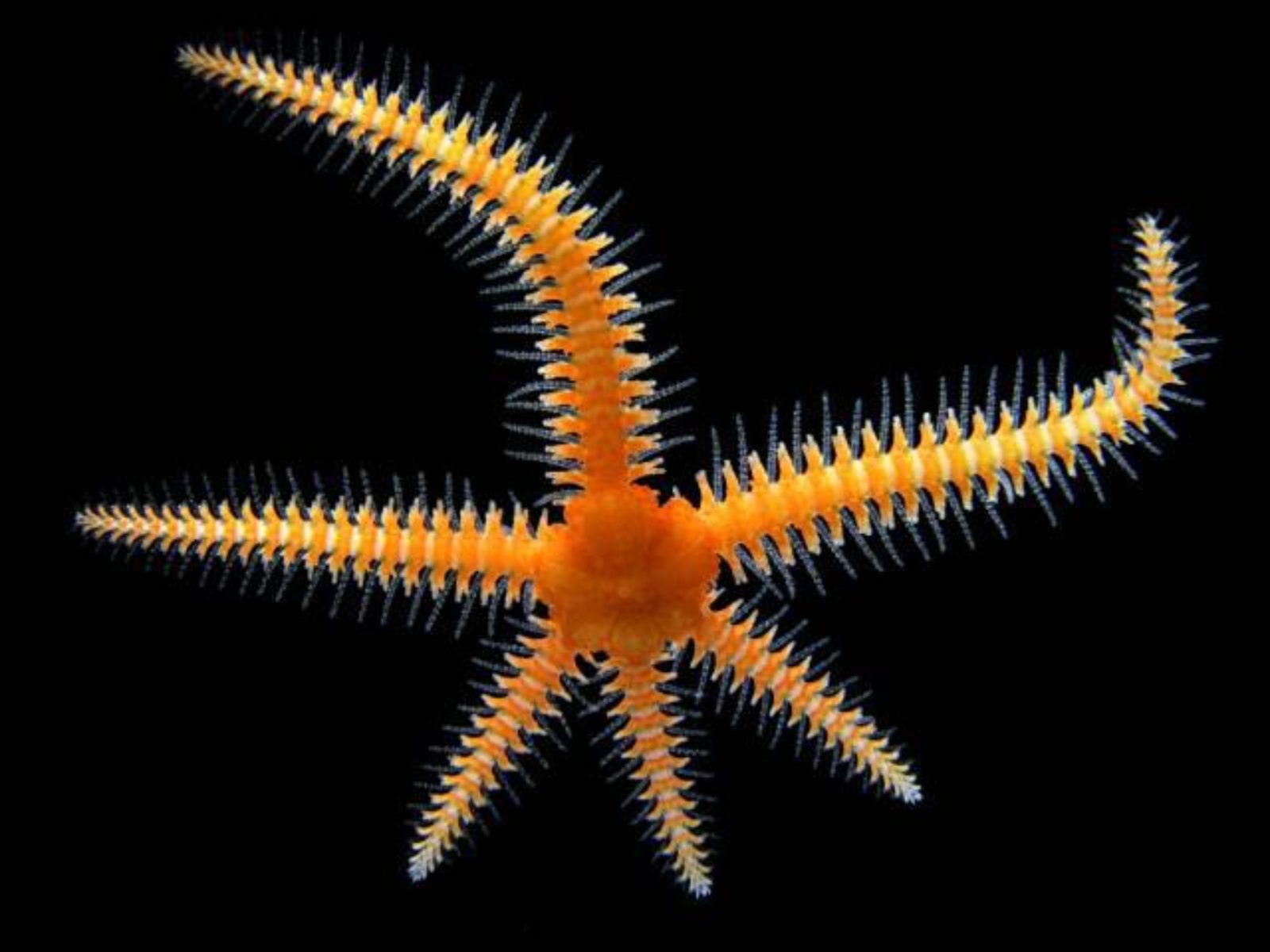 Nikon Small World Winner Puts Bio-Invasion Under the Lens | News ...