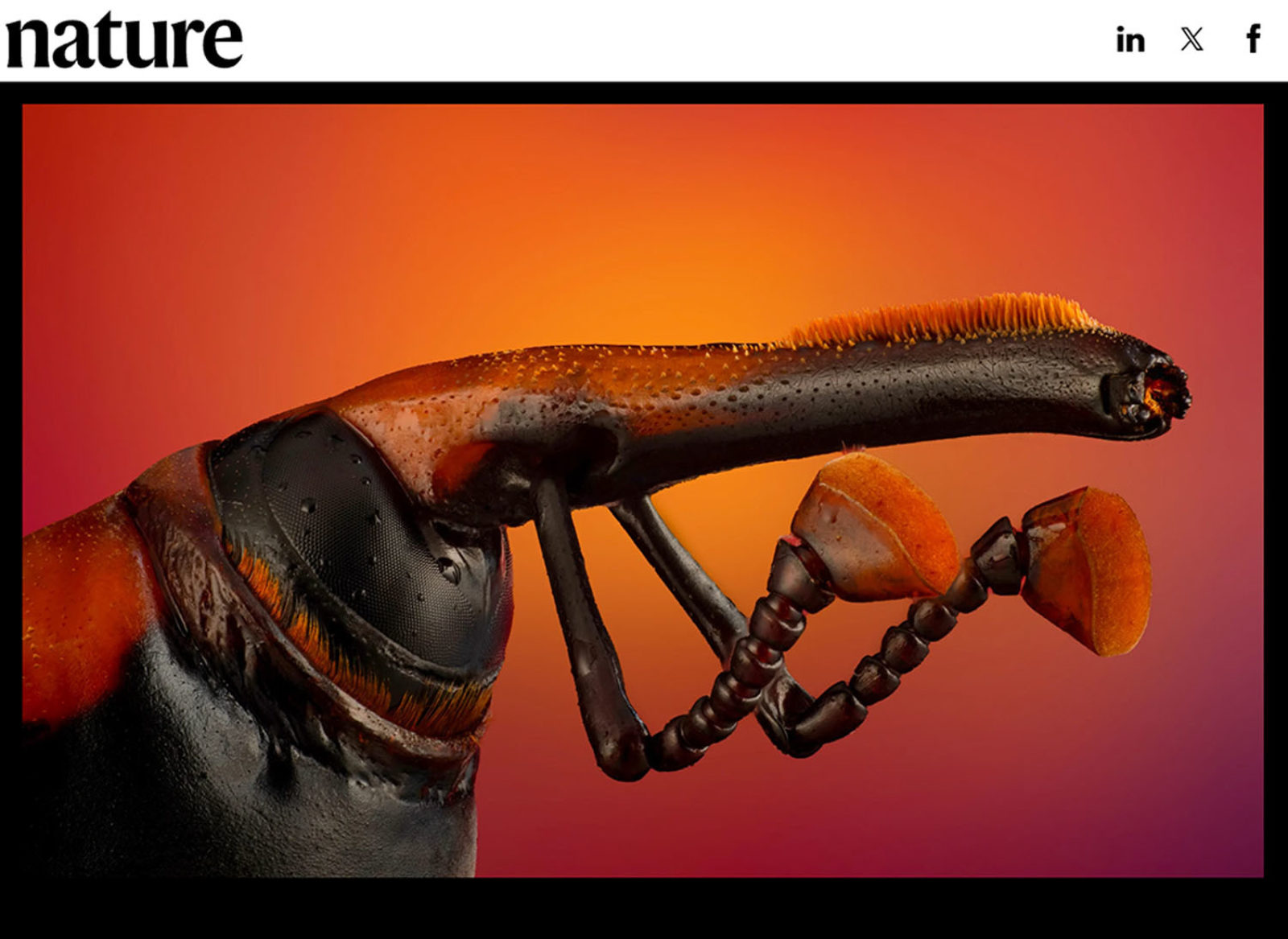 Nature Names Nikon Small World Winner Among Best Science Images of 2024 ...