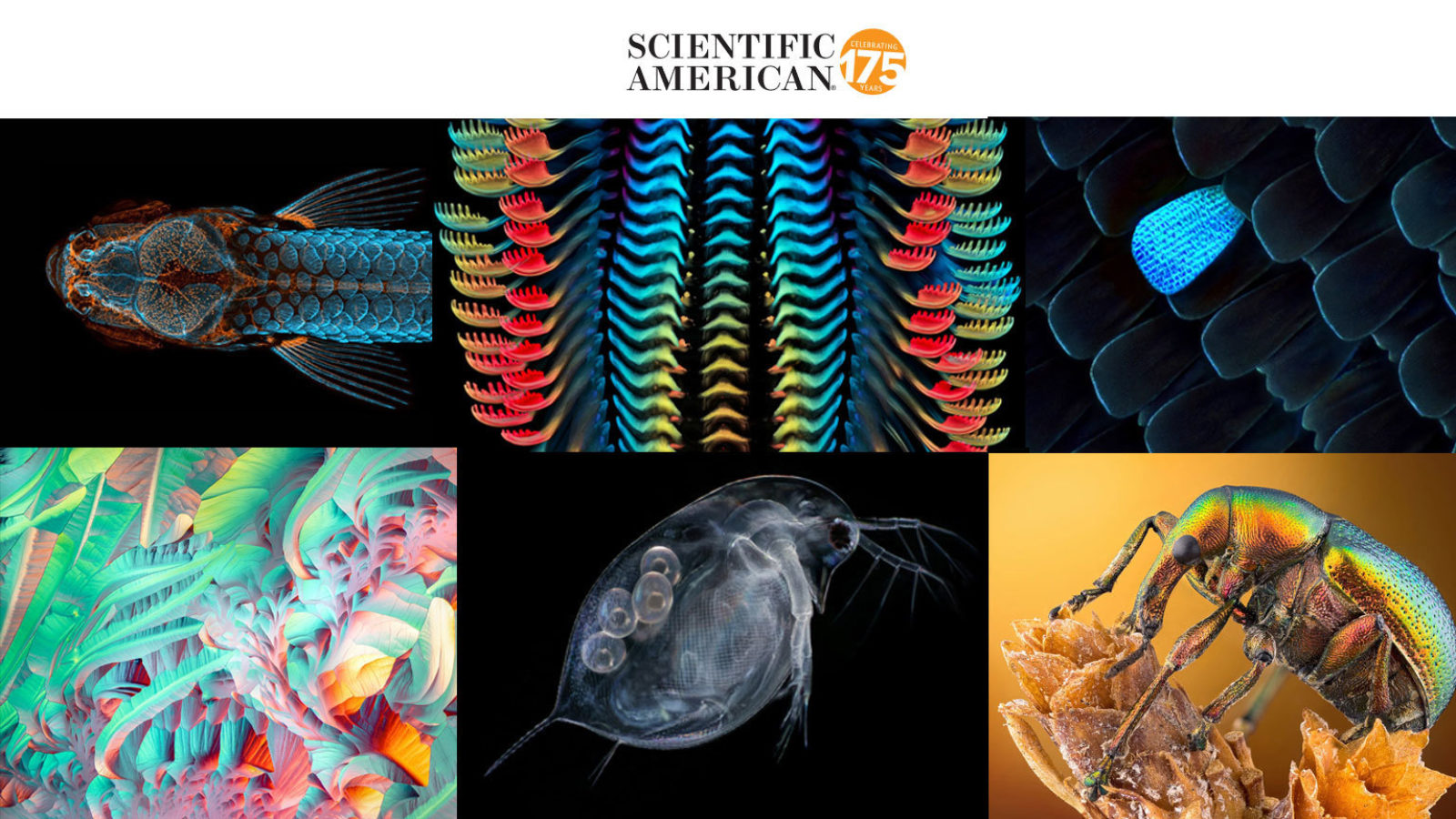 Scientific American Covers 2020 Small World Winners | News | Nikon ...