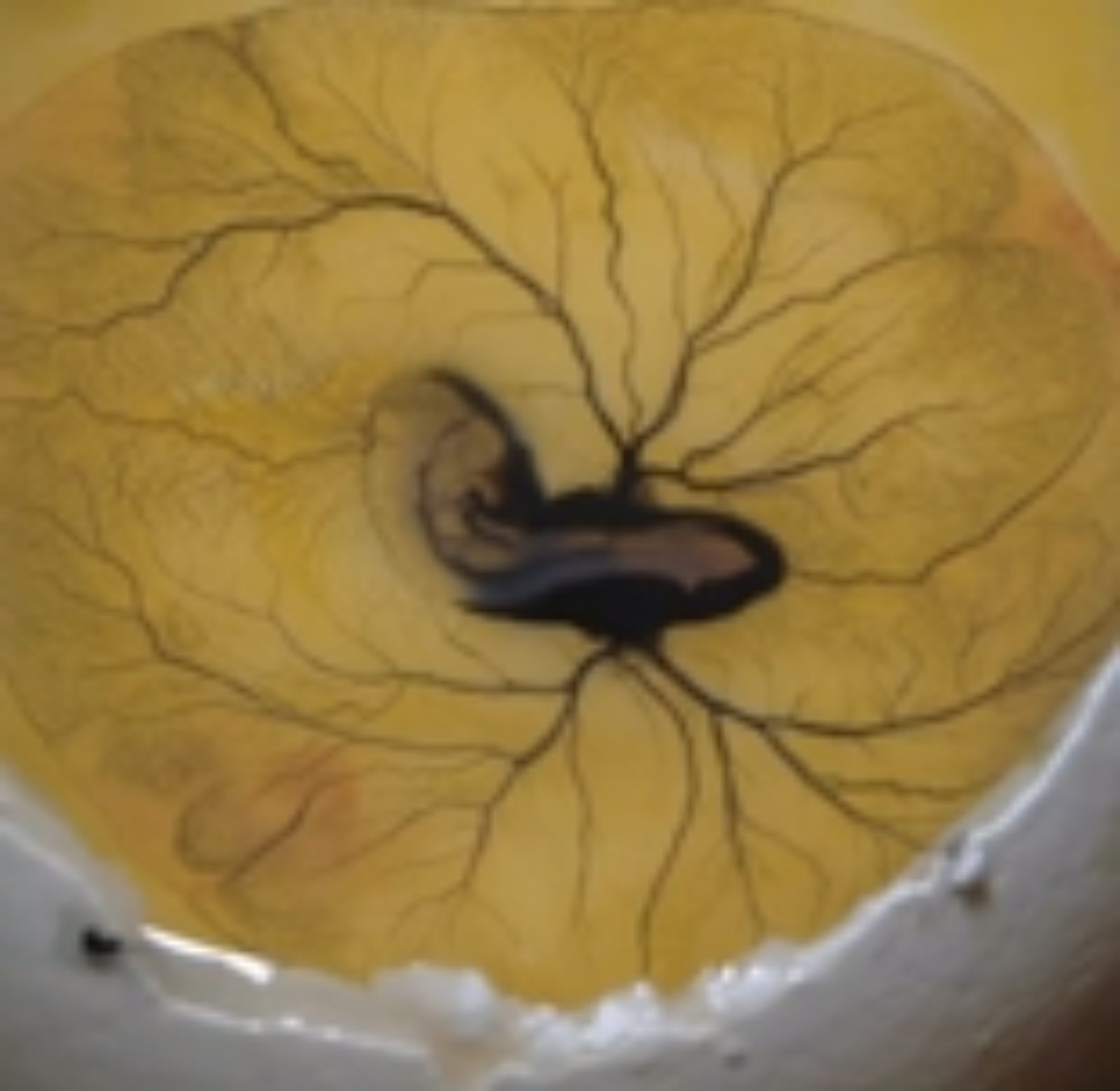 Chick Embryo Wins First Prize in Inaugural Small World in Motion Video ...