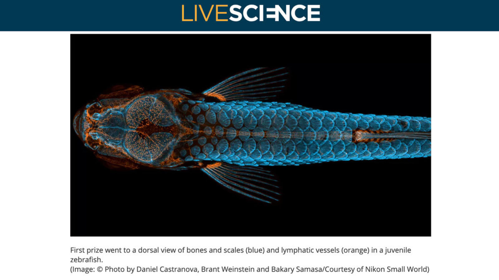 Livescience.com features 2020 Nikon Small World Photomicrography ...