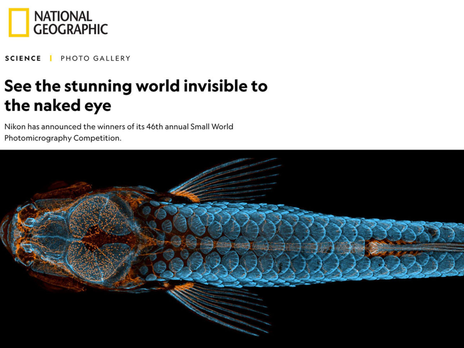 2020 Winners Featured in National Geographic | News | Nikon’s Small World
