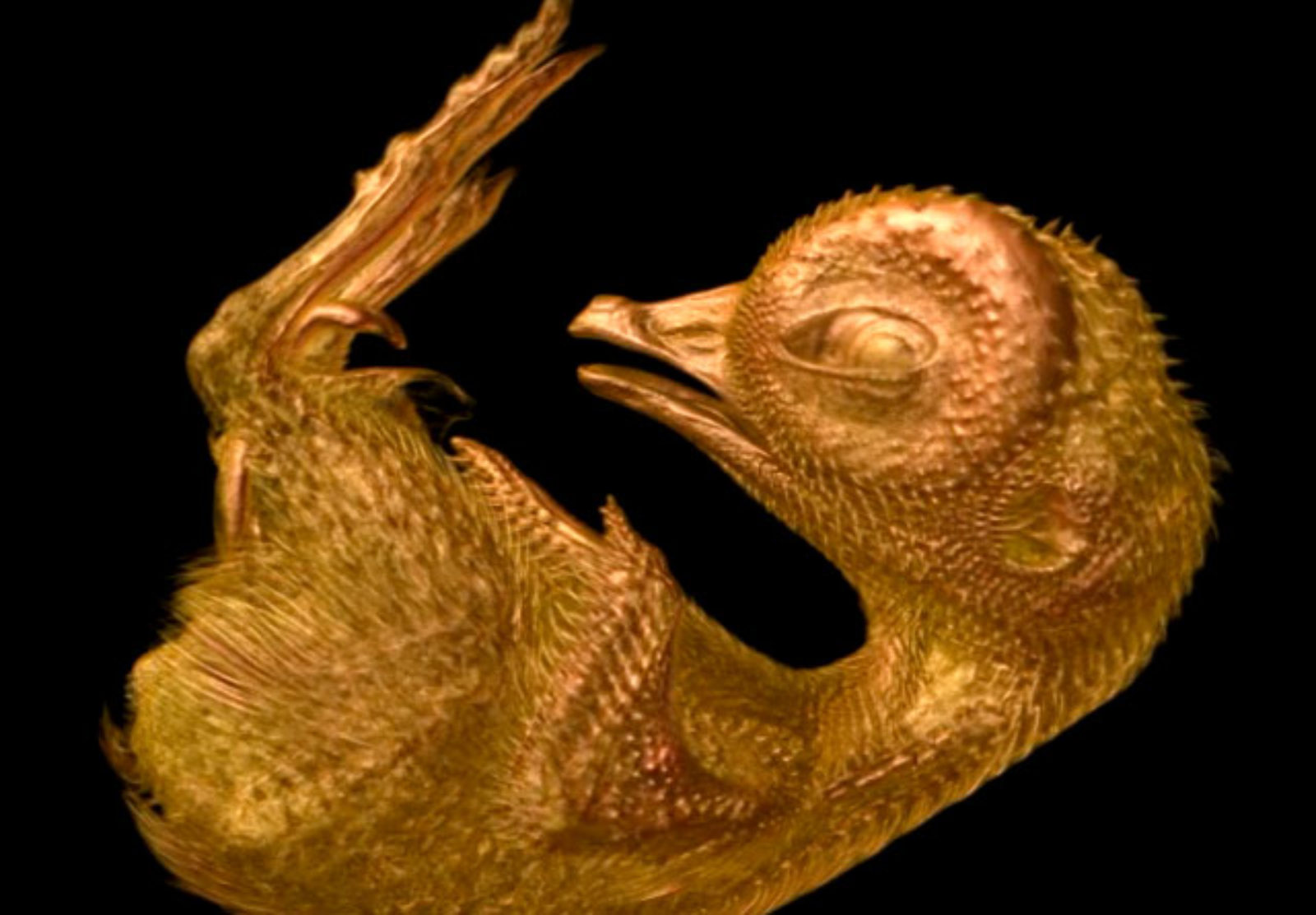 Video of Quail Embryo Wins First Place in Third Annual Nikon Small ...