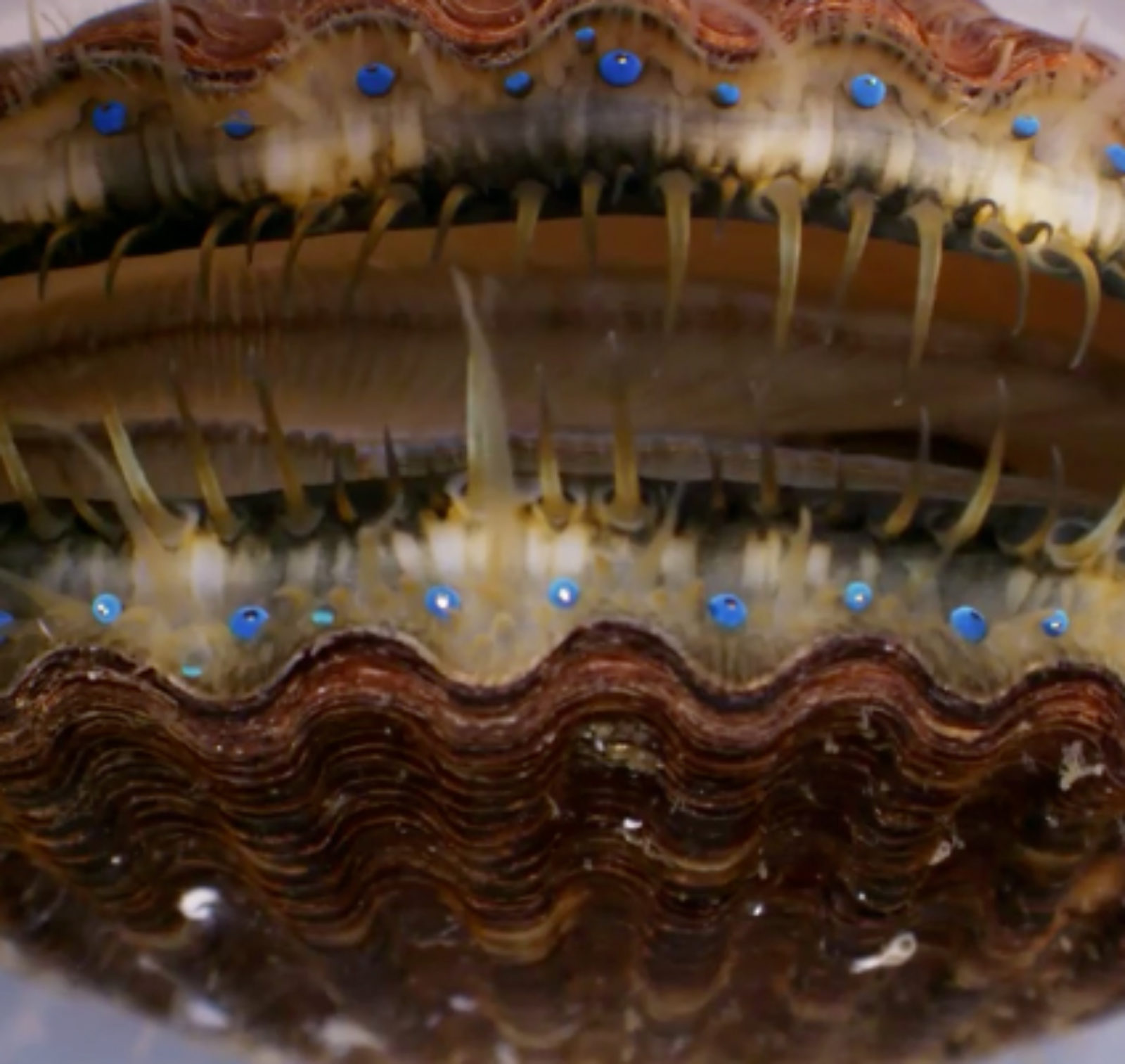 A Shout Out for the Scallop | News | Nikon Small World