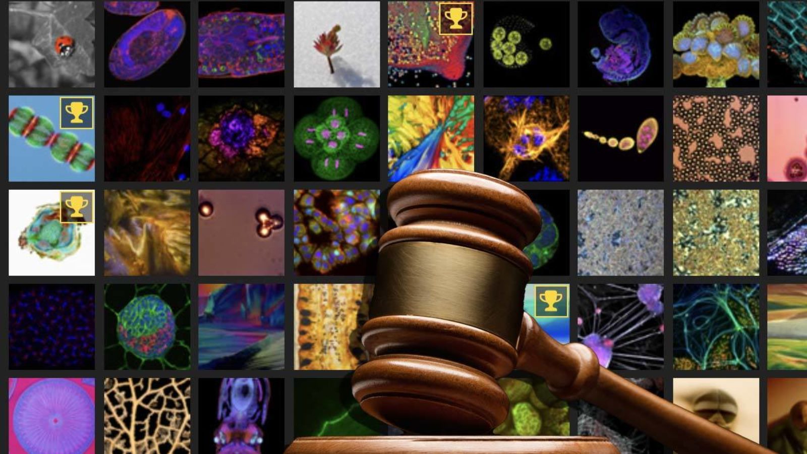 Nikon Announces Judging Panel for the 47th Annual Nikon Small World ...