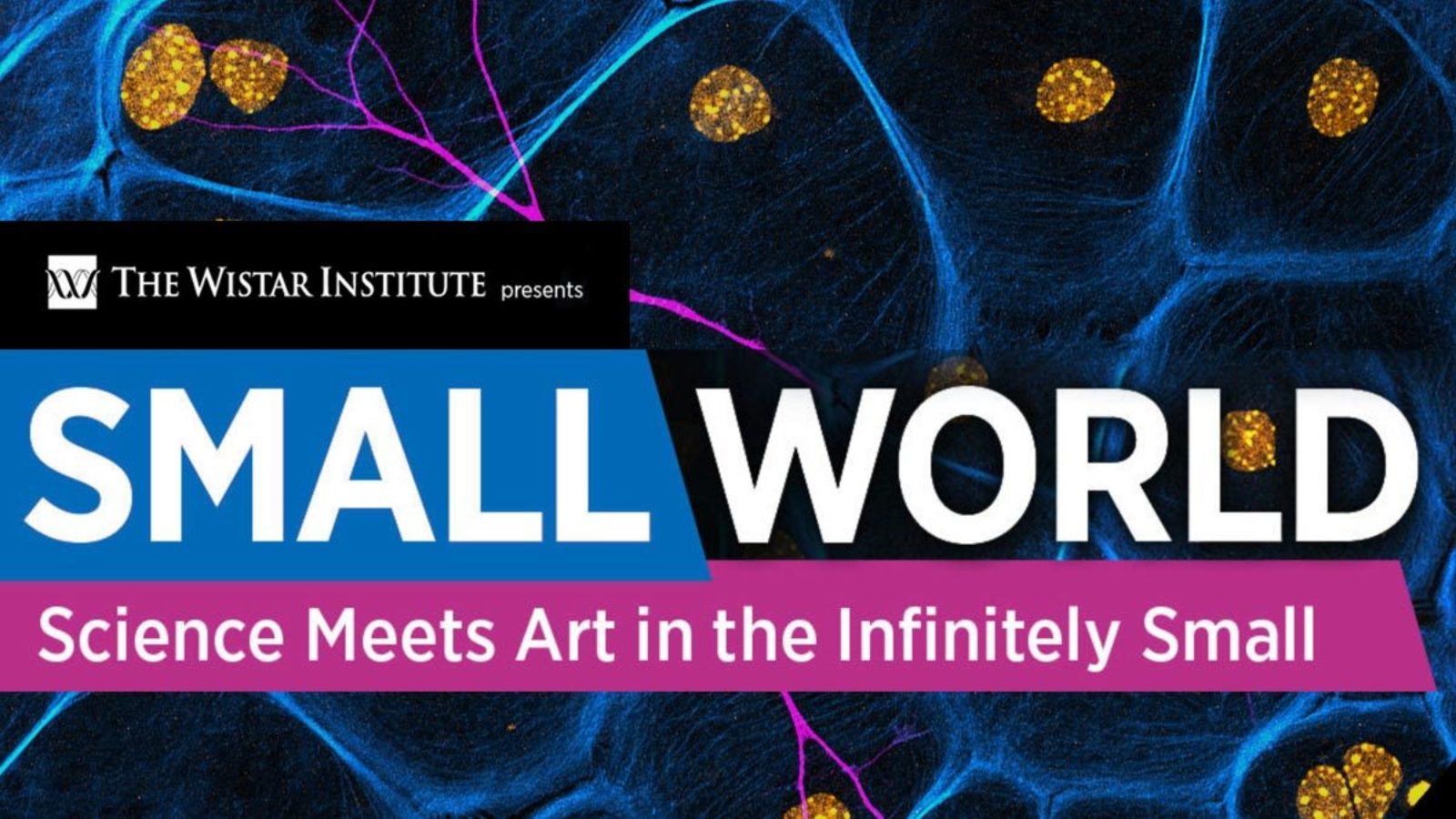 Free Small World Virtual Event | News | Nikon Small World