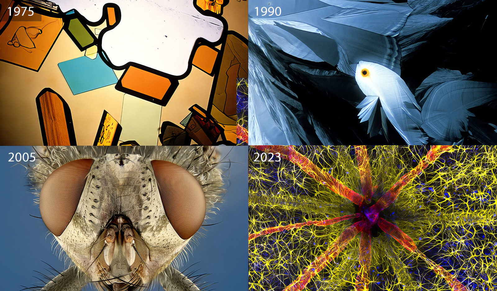 Nikon Small World Celebrates Fifty Years of Microscopic Marvels | News ...