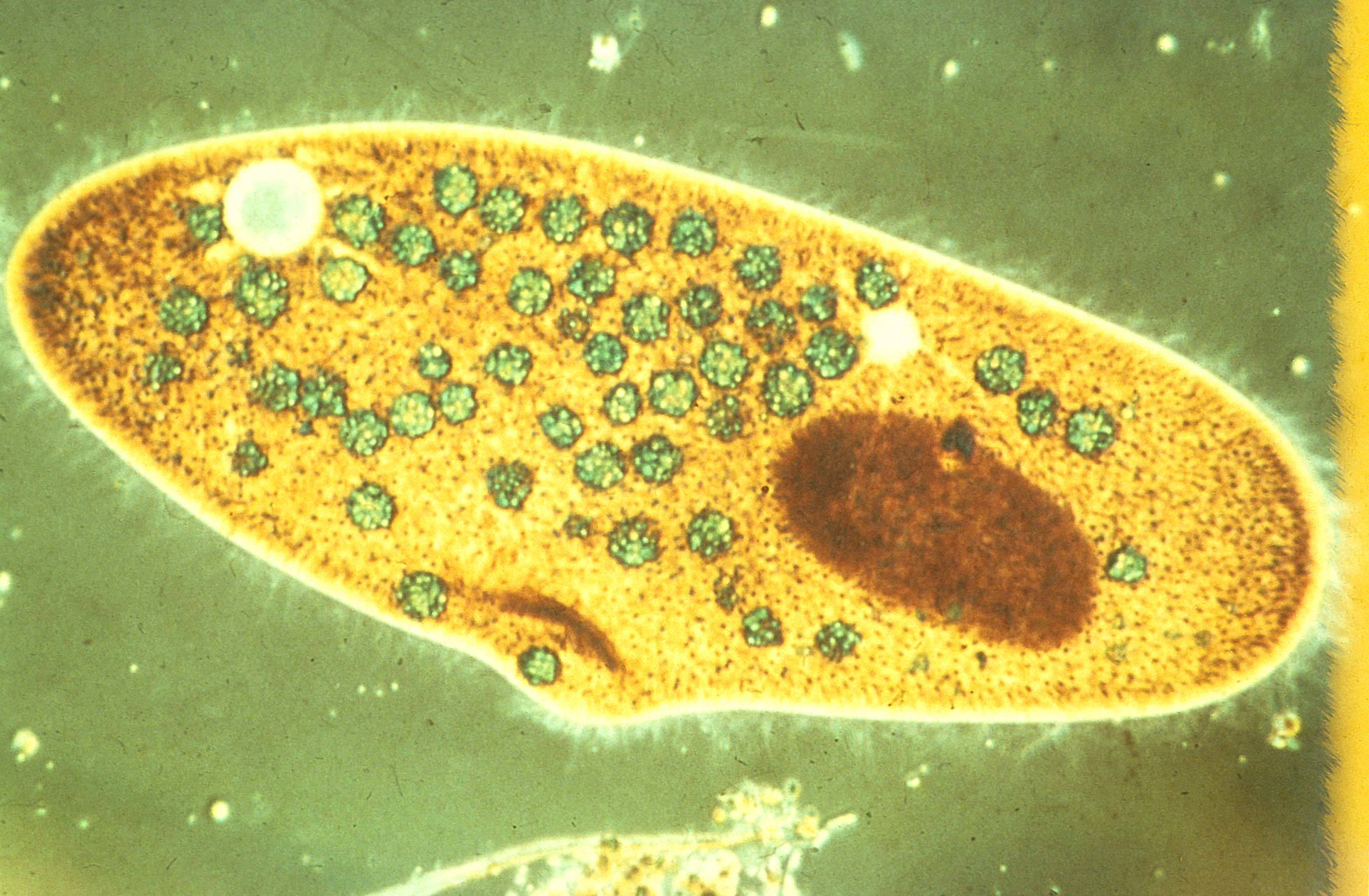 Living paramecium | Nikon Small World