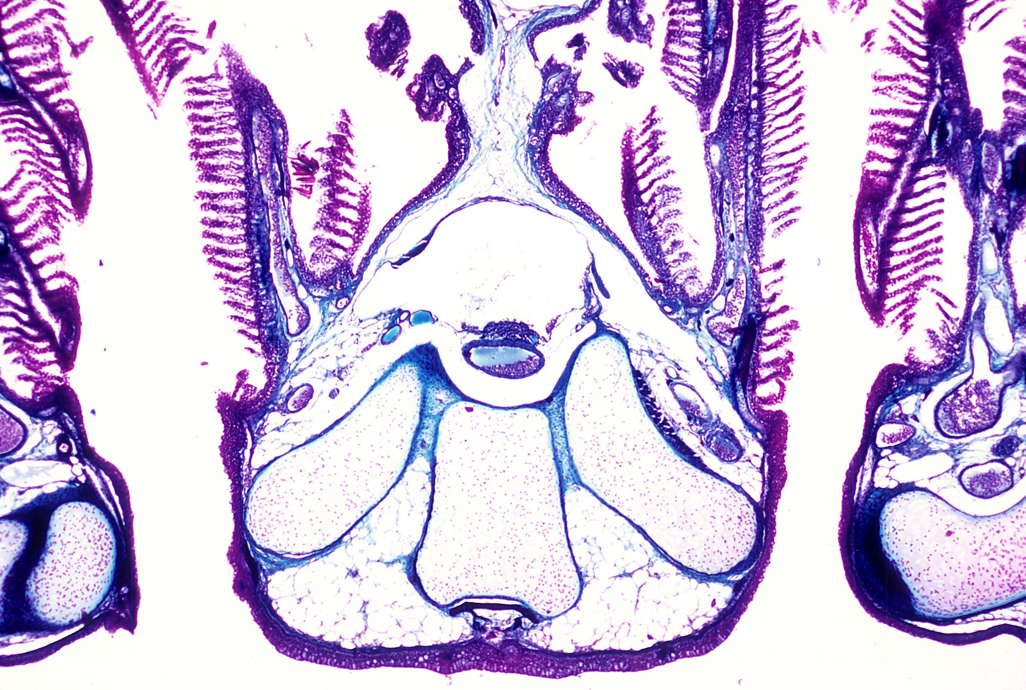 Trout head | Nikon Small World