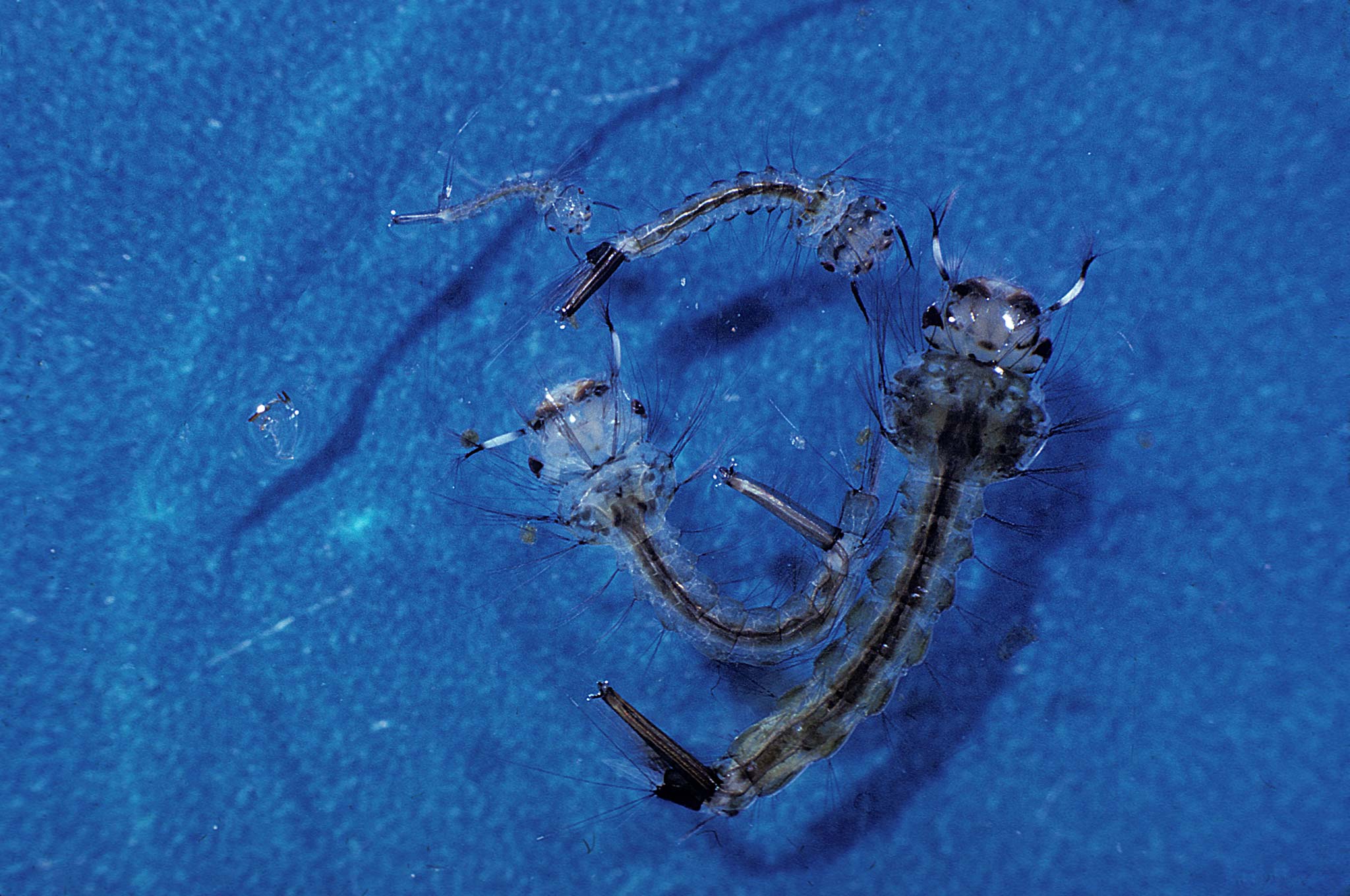 Mosquito larvae | Nikon Small World