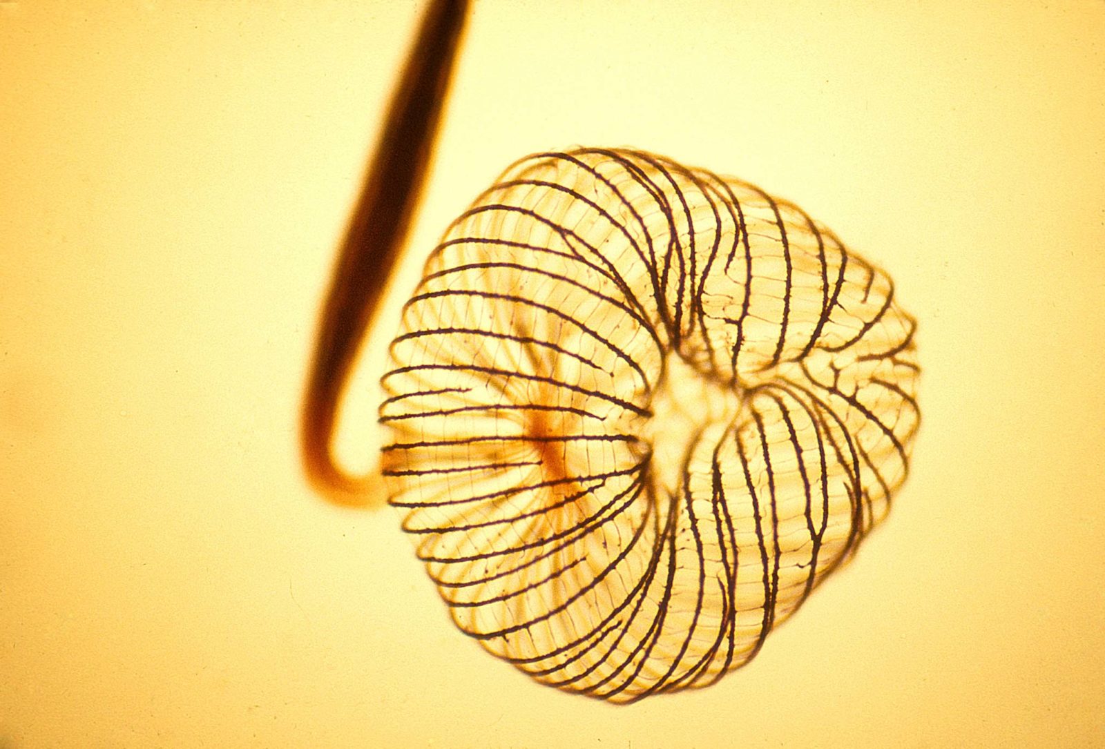 Dictydium fungi | Nikon Small World