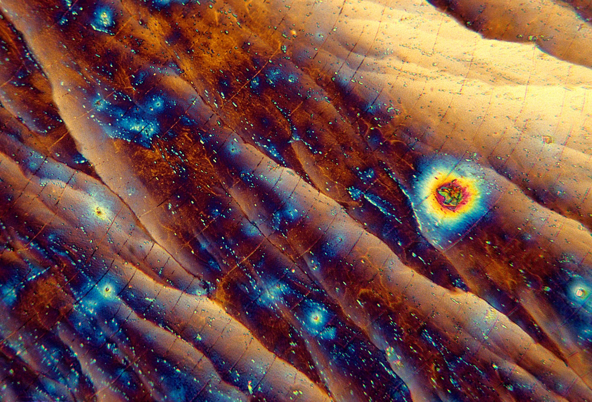 Pyrogallic acid | Nikon Small World