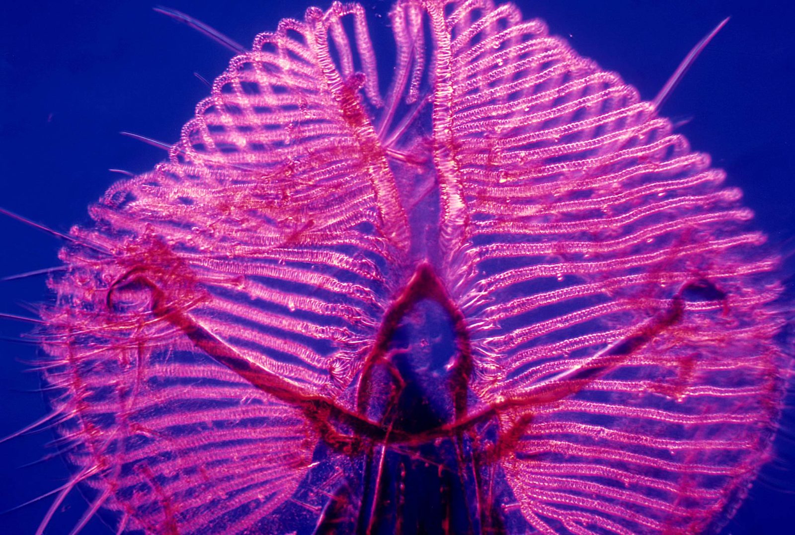 Tongue of a fly | Nikon Small World