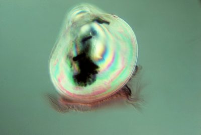 Fourteen-day-old American oyster larva | Nikon Small World