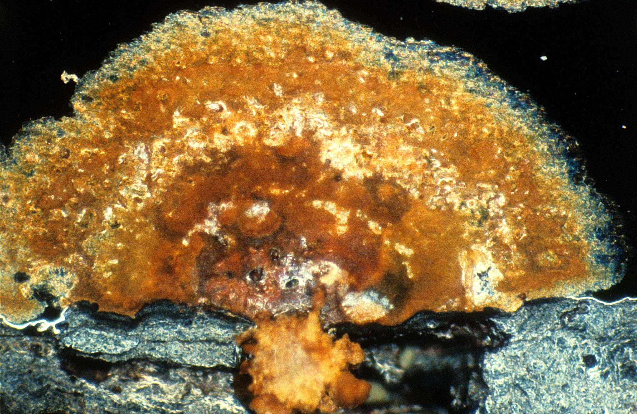 Rust growth pattern on auto muffler bracket | Nikon Small World