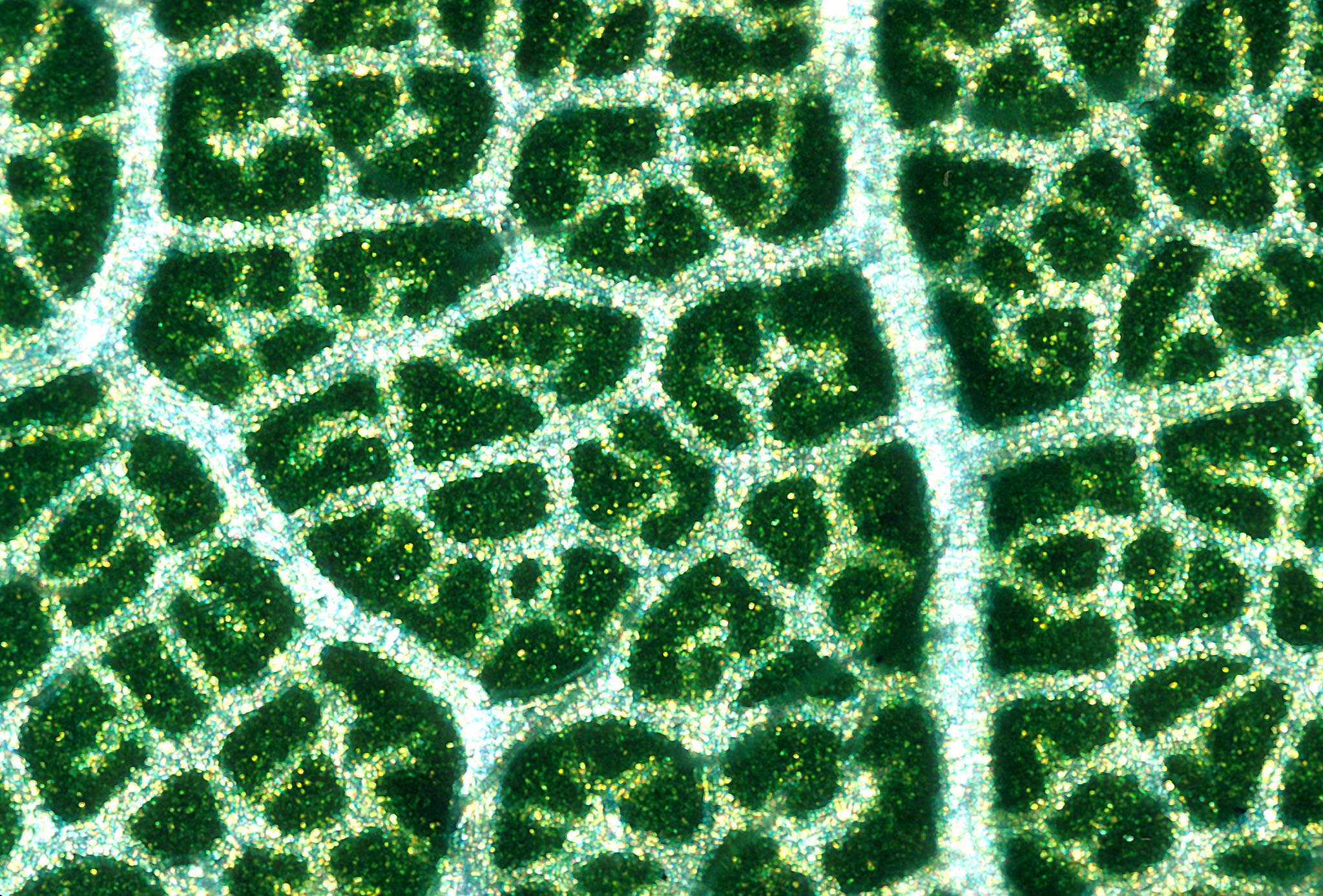 Cladrastis lutea leaf showing veins and plastids | Nikon Small World