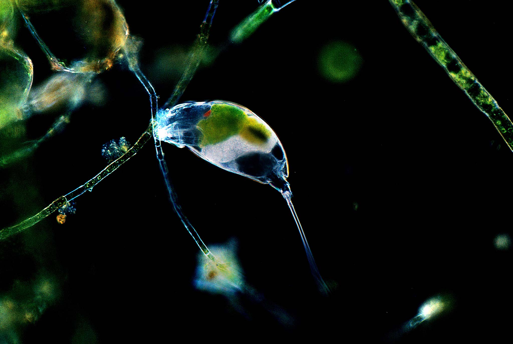 Rotifer (trichocerca) feeding on filamentous algae | Nikon Small World