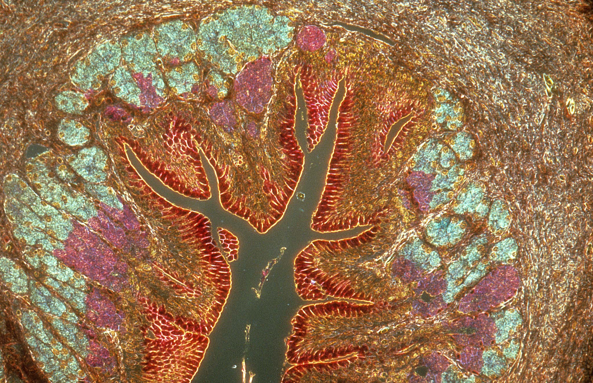 Newt stomach | Nikon Small World Newt stomach | Nikon Small World