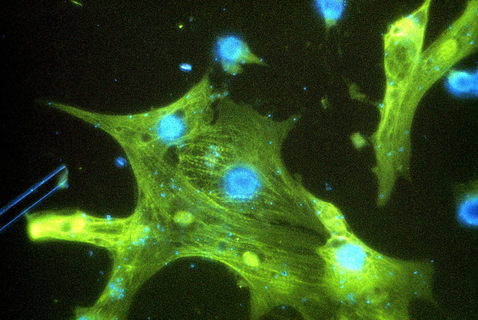Chick heart muscle cells | Nikon Small World