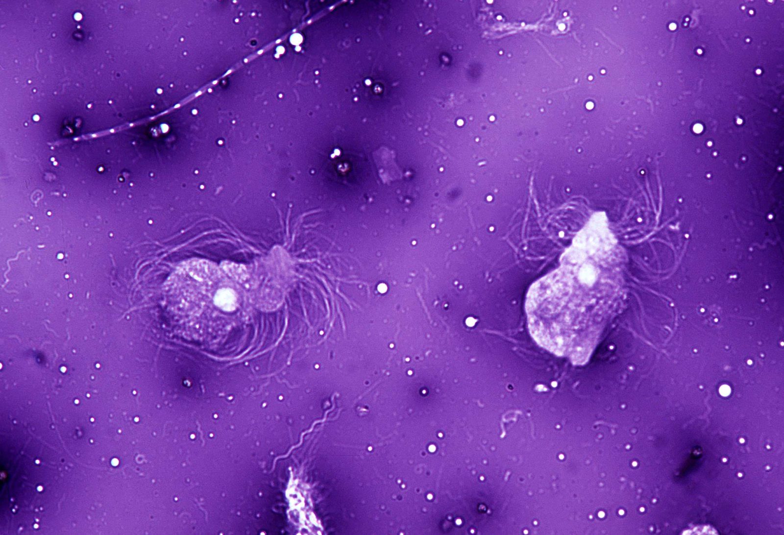 Multiflagellated protozoans from digestive tract of a termite | Nikon ...