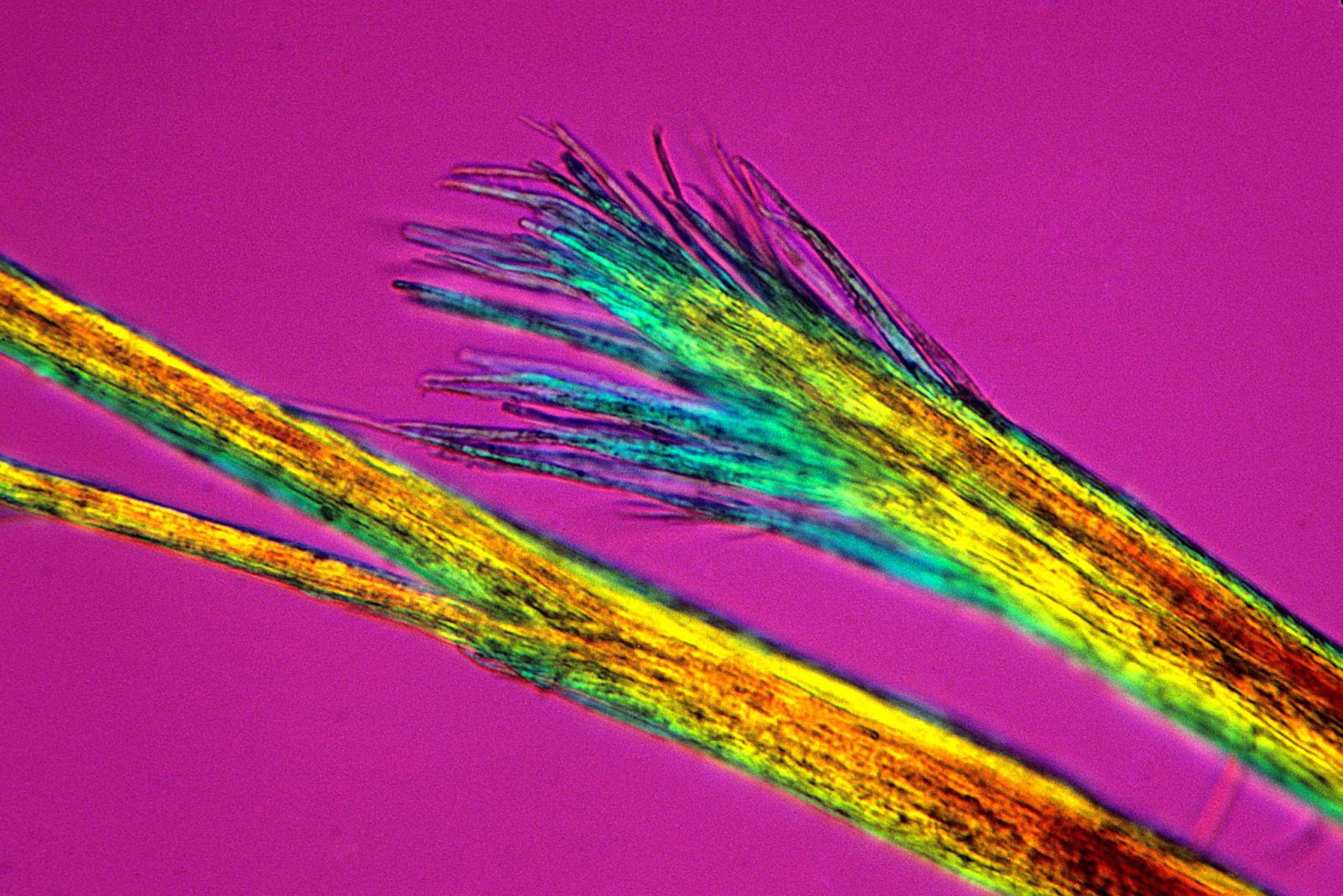Fragilitas crinium | Nikon Small World