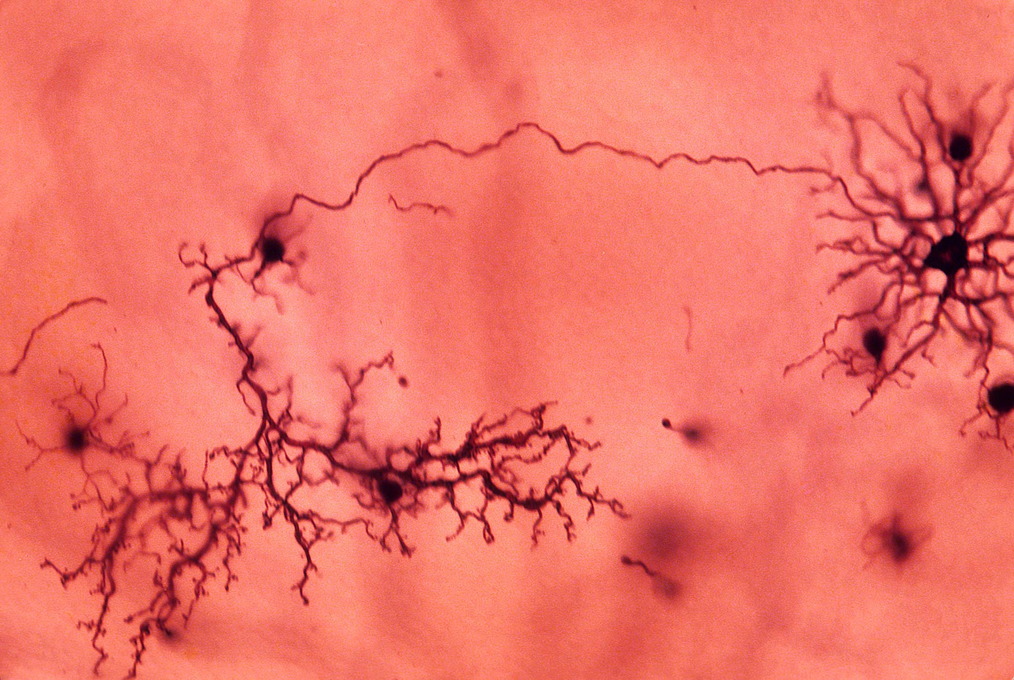 Section of Rat retina | Nikon Small World