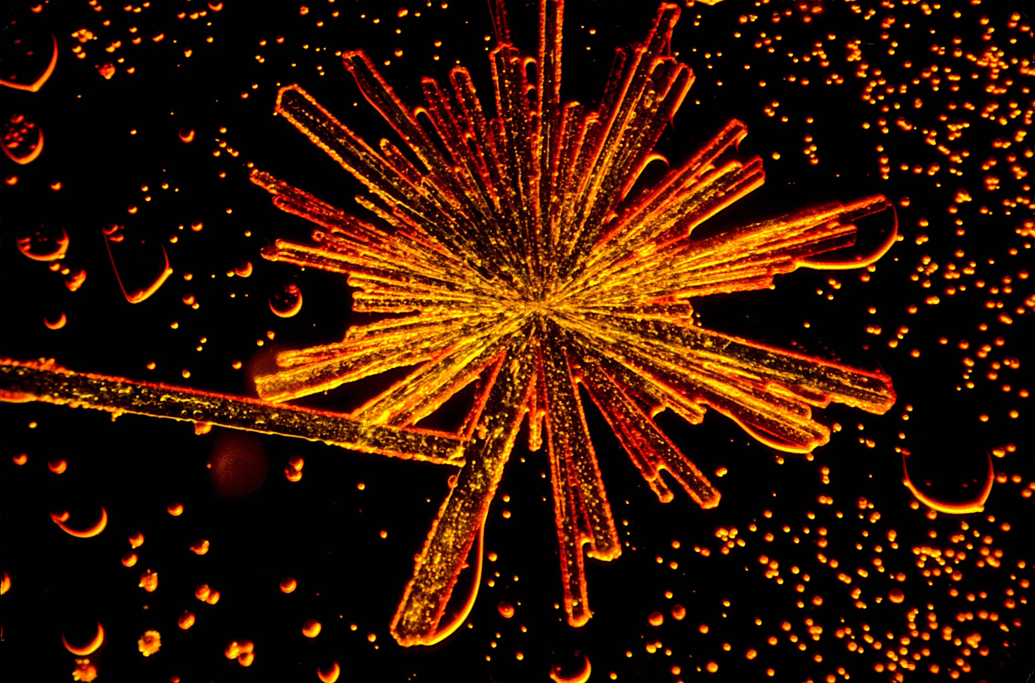 Acridine orange crystallized on diatom shells | Nikon Small World