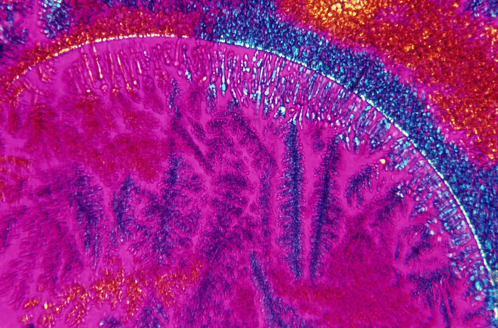 Calcium Silica Phosphate inclusion in soda-lime-silica glass | Nikon ...