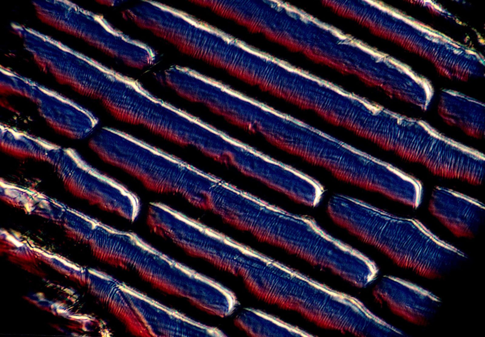 Cells of onion skin, unstained | Nikon Small World