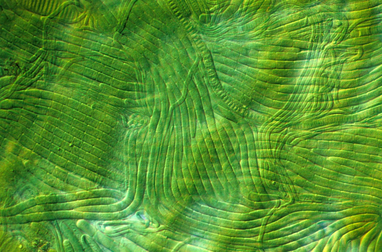 Mat of filamentous cyanobacteria (Blue-Green Algae) | Nikon Small World