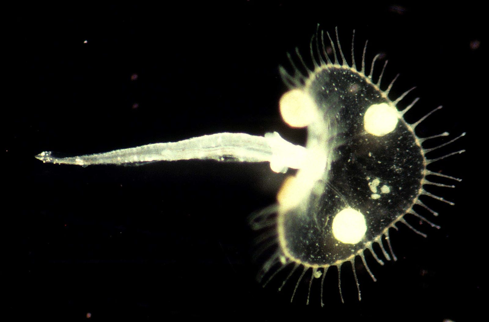 Hydromedusae larva devouring anchoas mitcholli post larvae | Nikon ...