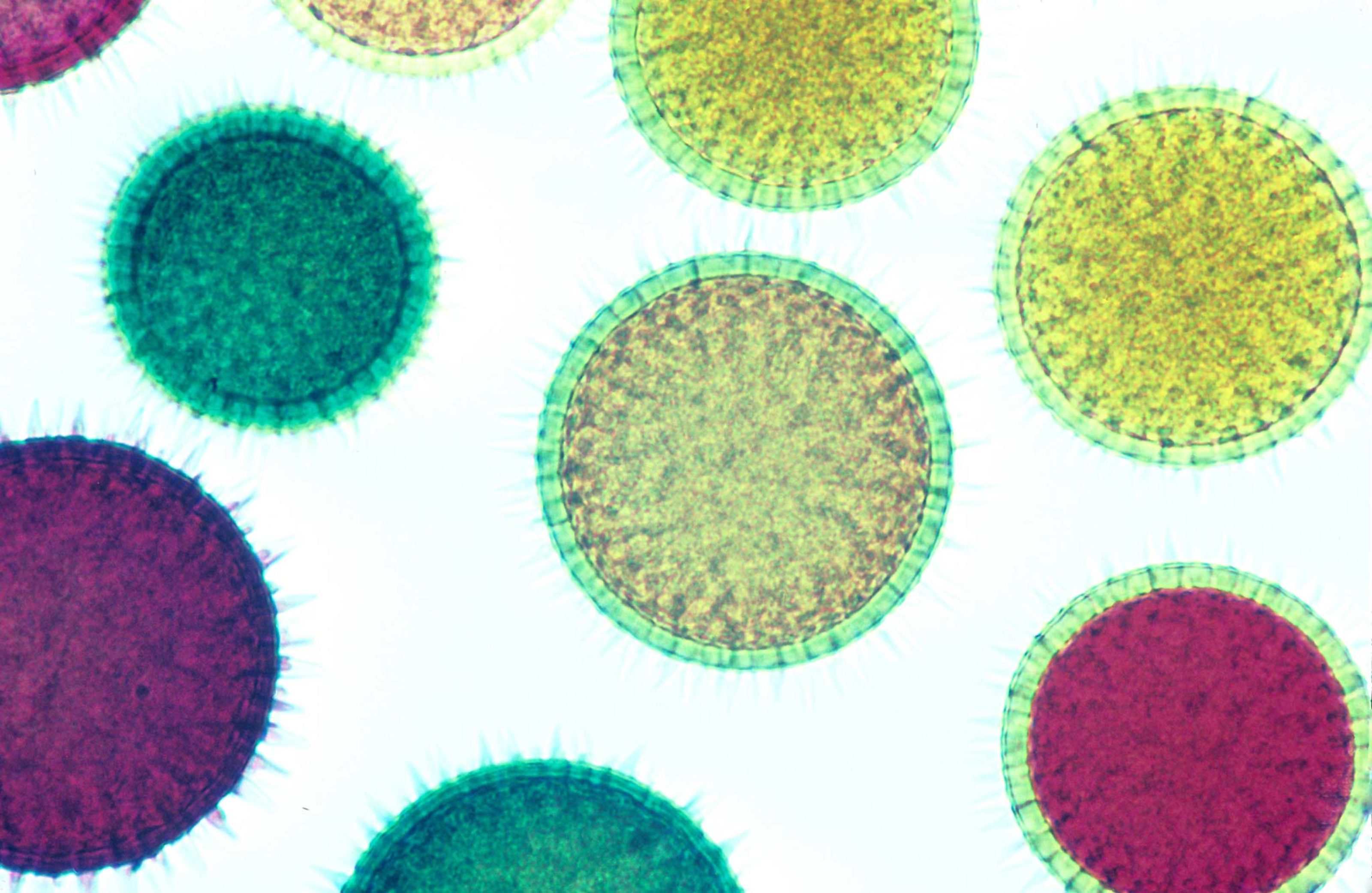 Pollen grains of Althaea rosea | Nikon Small World