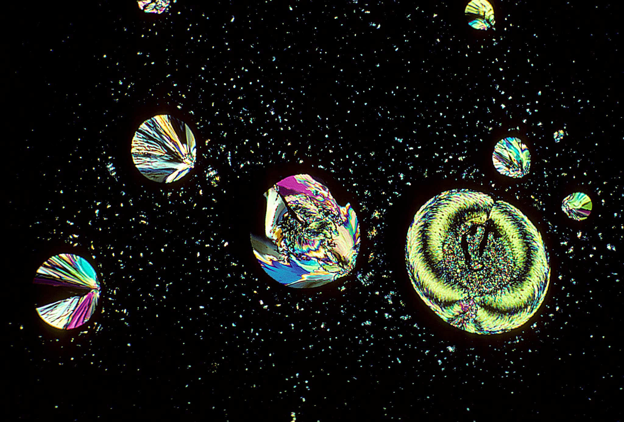 Crystals of hippuric acid | Nikon Small World