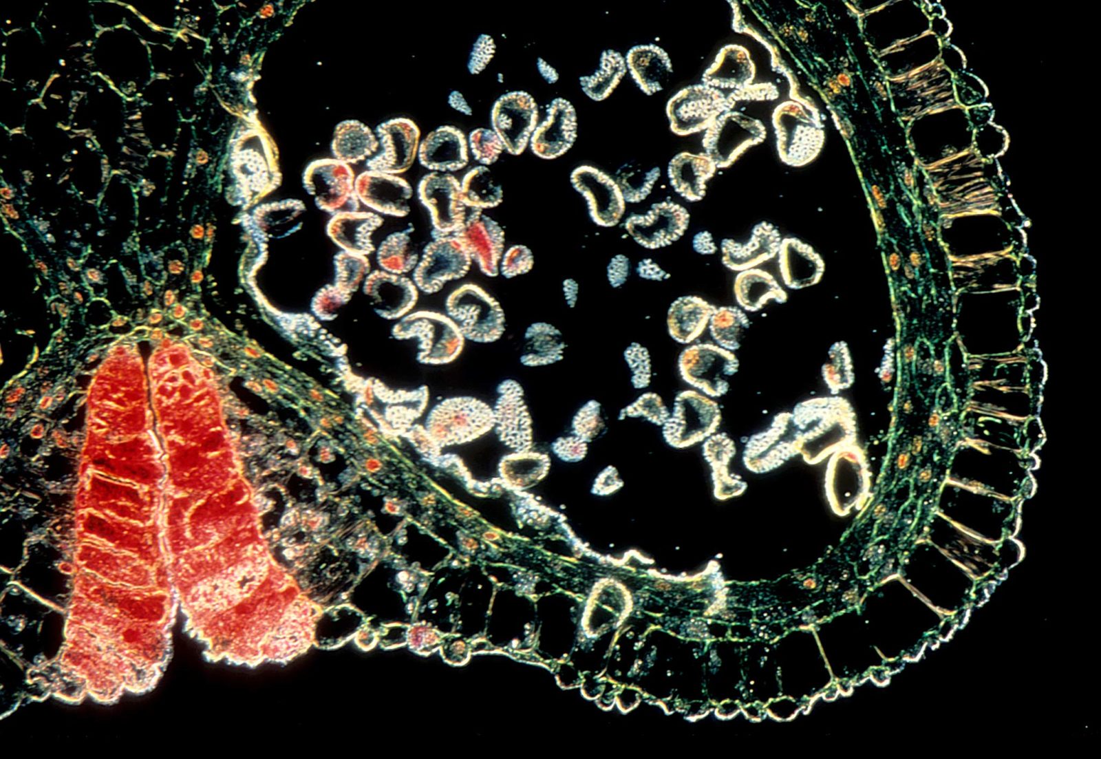 Cross section of a maturing pollen sac | Nikon Small World