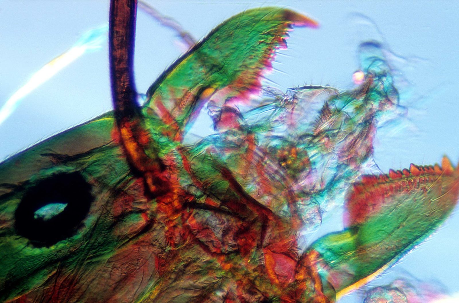 Whole mount of an ant | Nikon Small World