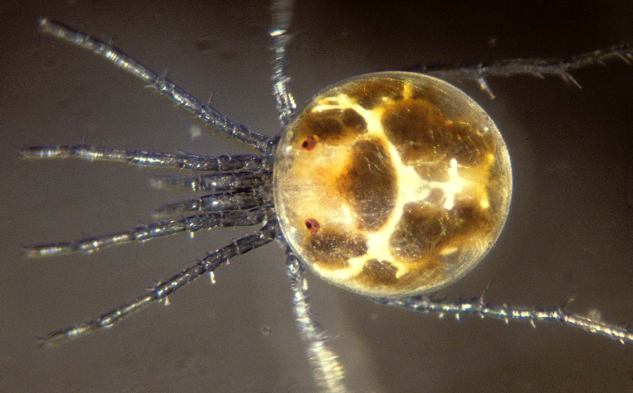 Living water mite, water mount | Nikon Small World