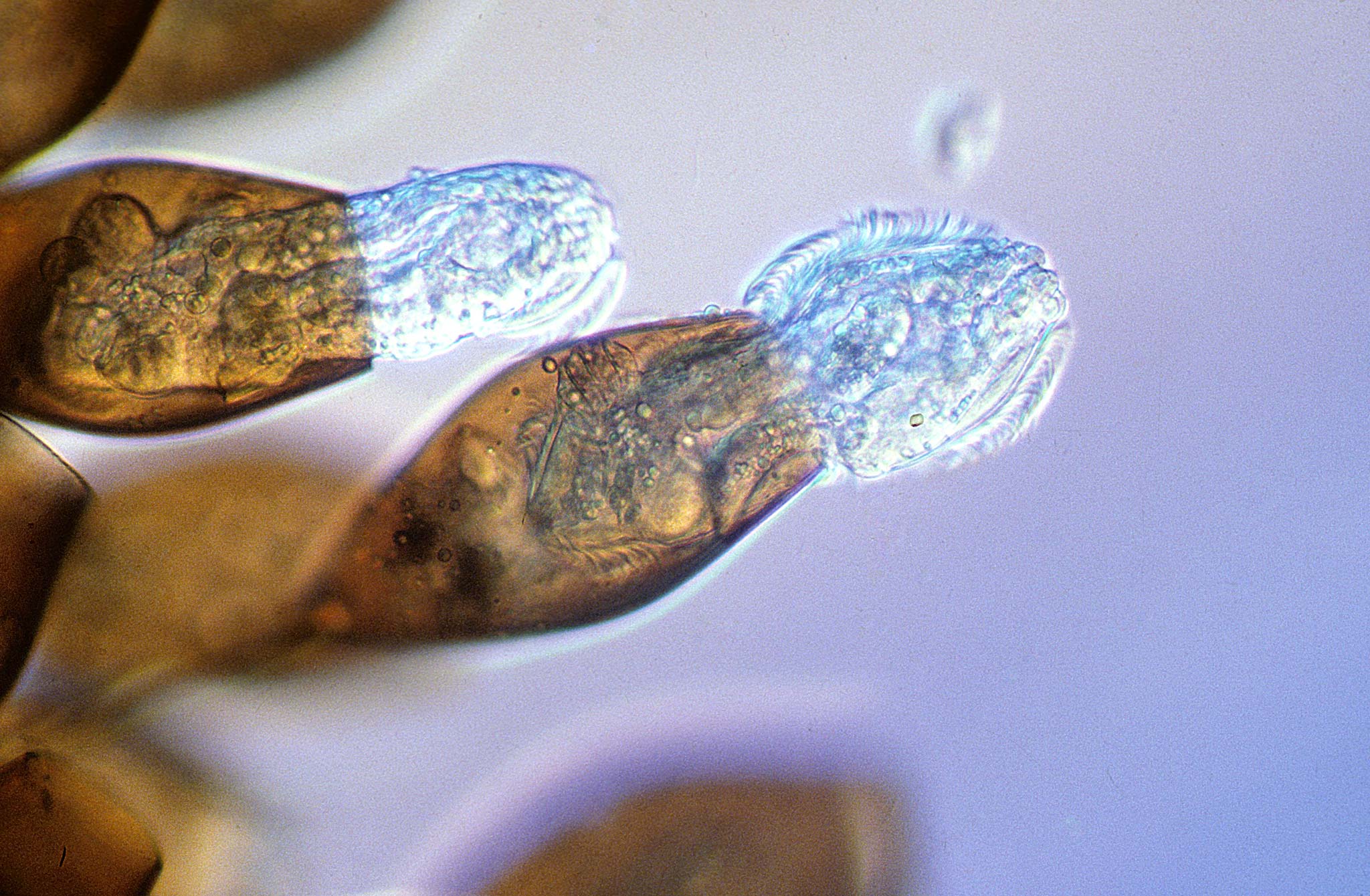 Onchomiracidia larvae of monogenetic trematode (Diclidophora ...