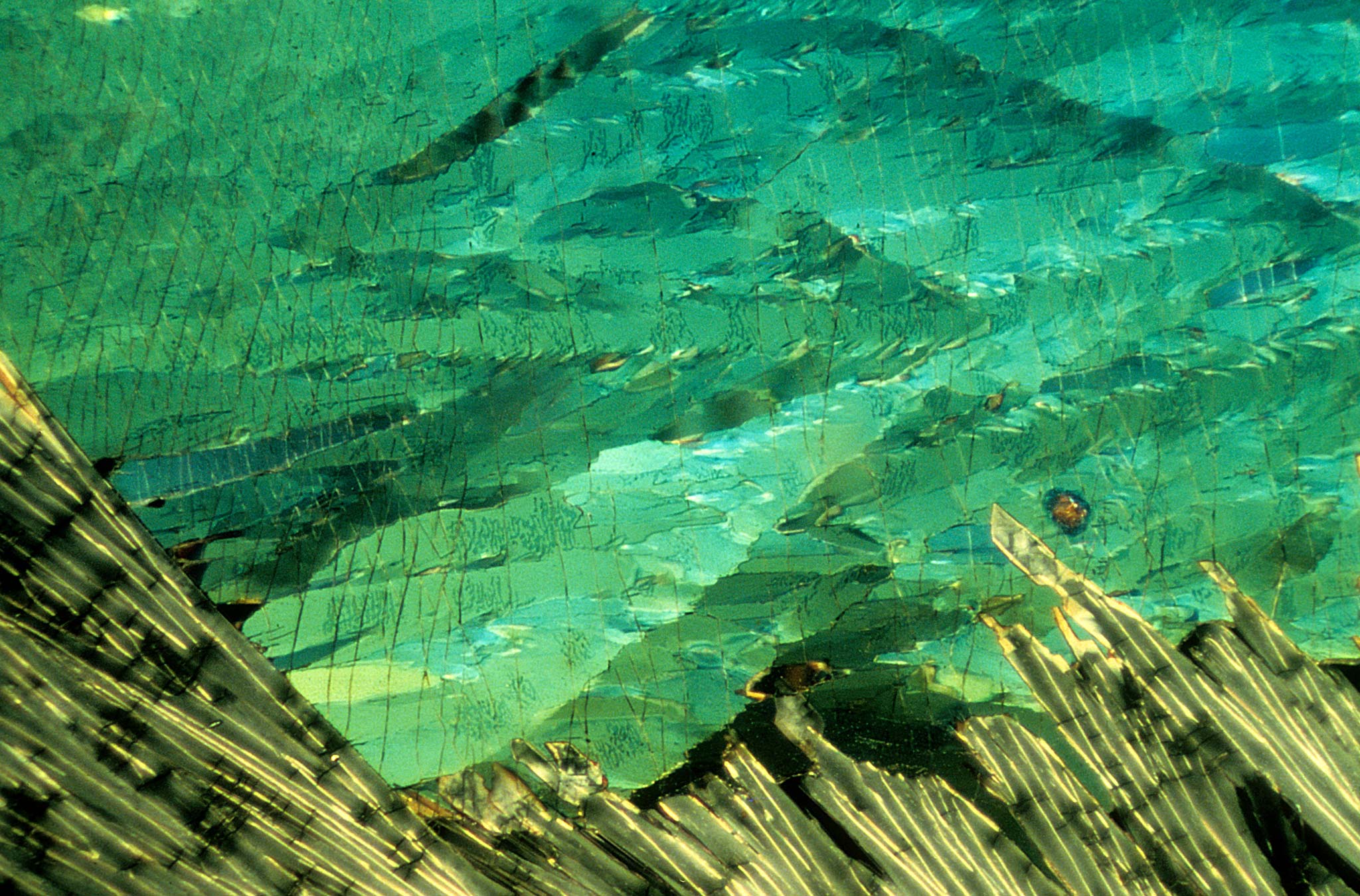 Hydroquinone crystals | Nikon Small World
