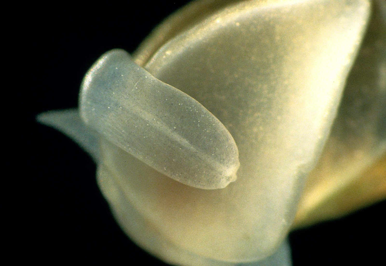 Live lymnaeid snail, showing verge | Nikon Small World