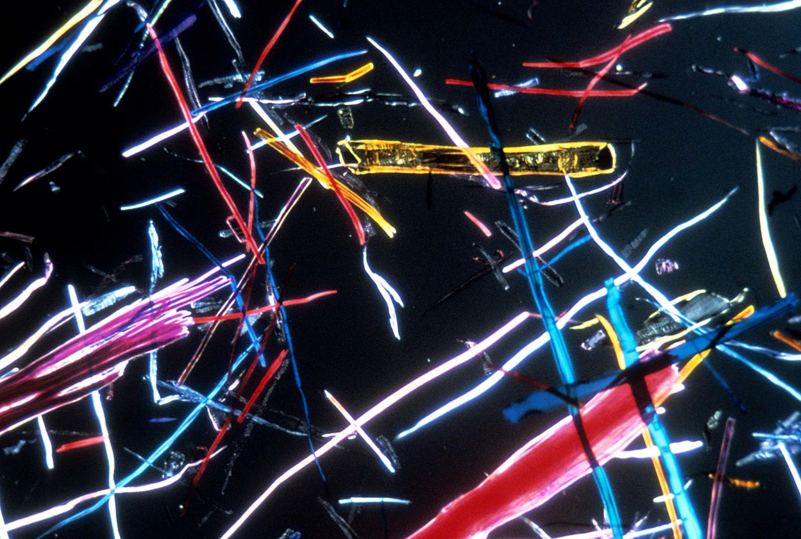 Macerated wood from several species of woody angiosperms | Nikon Small ...