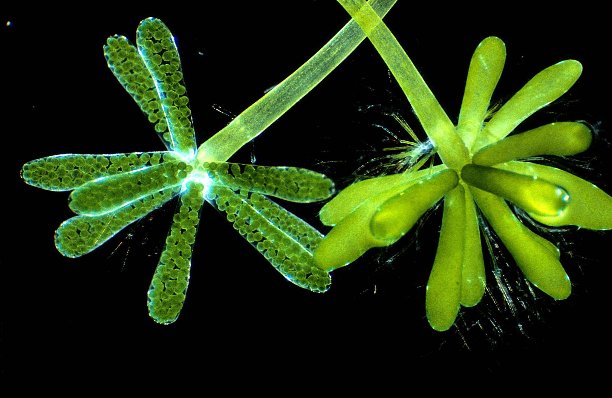 Live water mount of asexual reproductive cells in the green alga ...