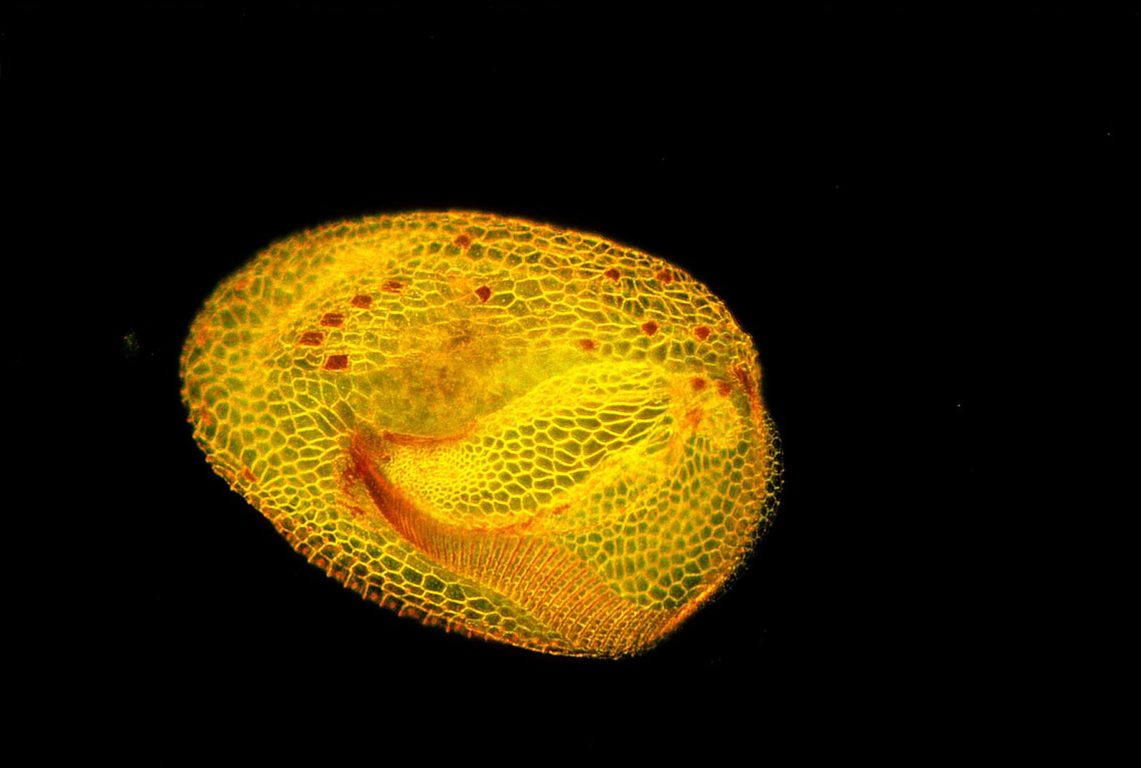 A hypotrich ciliated protozoan of the genus Euplotes | Nikon Small World