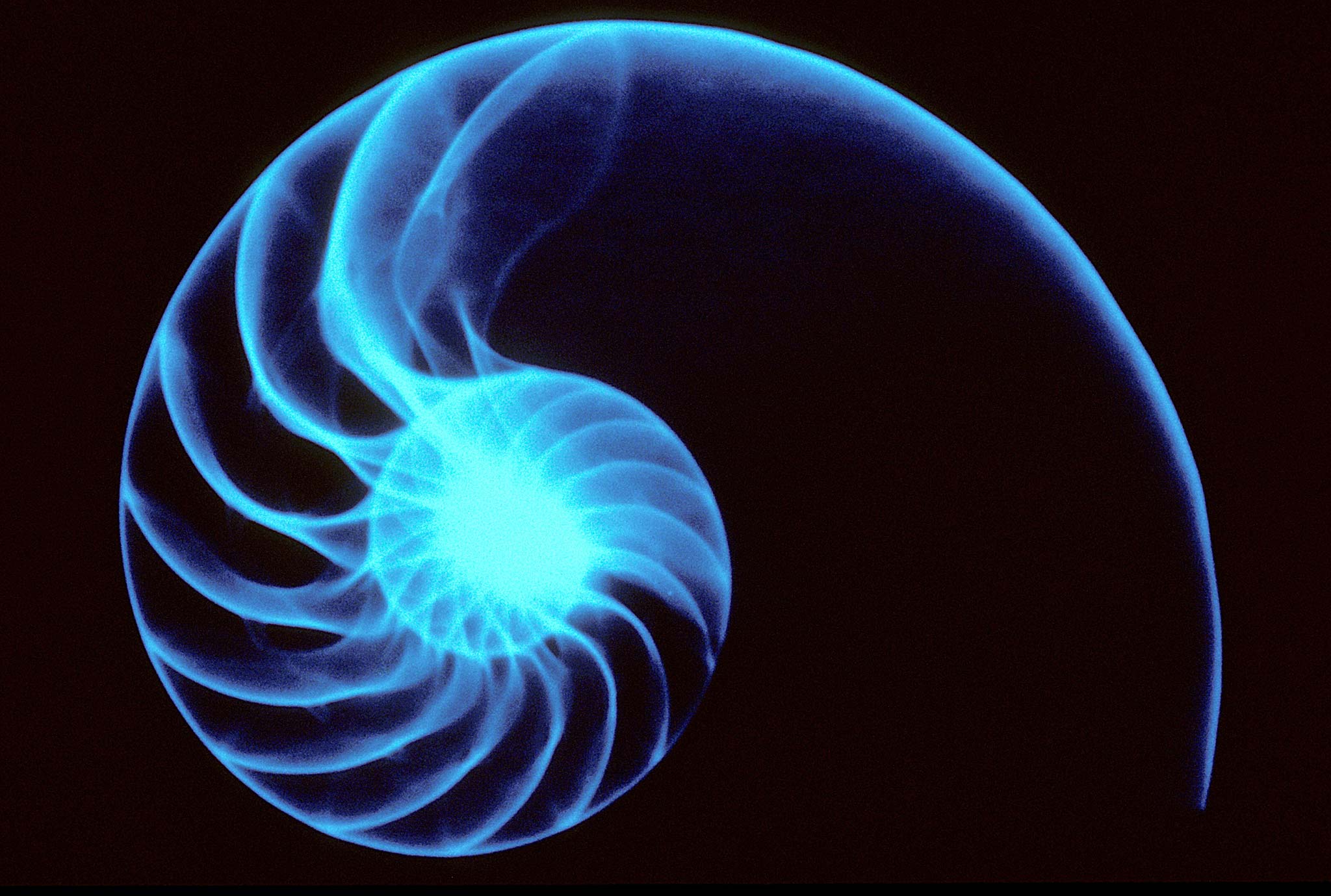 Shell | Nikon Small World