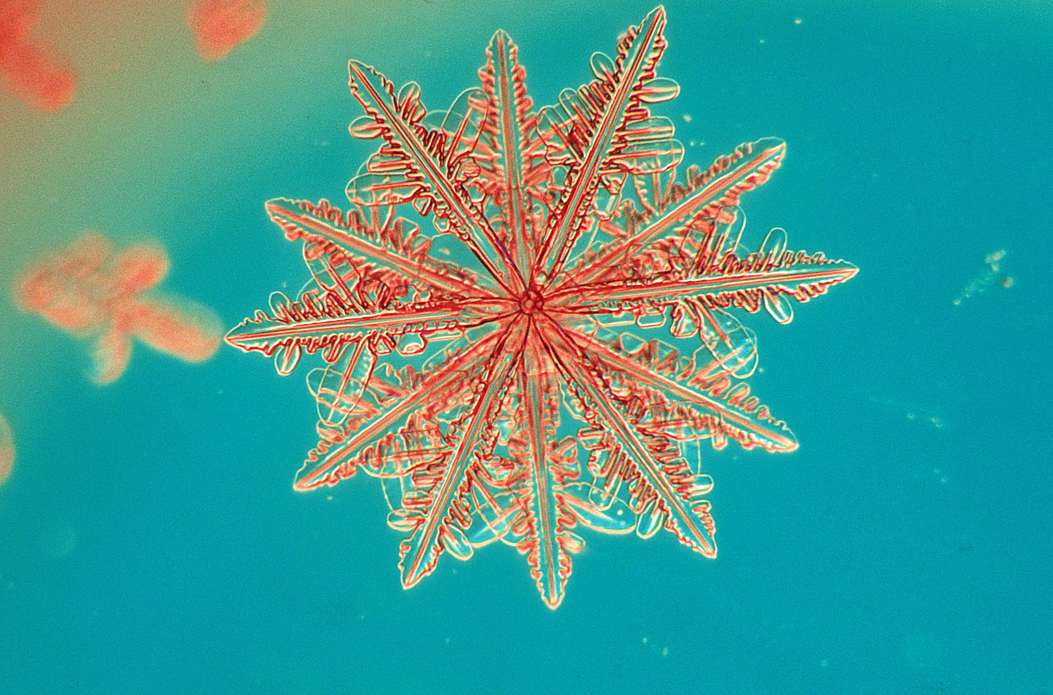 Snow crystal | Nikon Small World