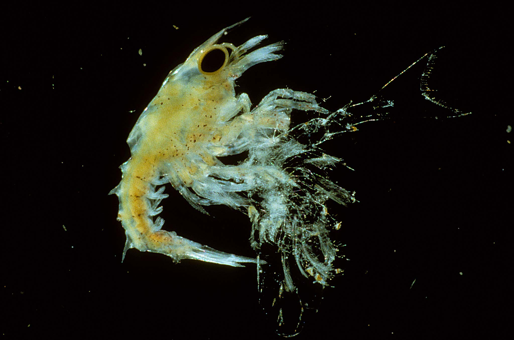 Molting lobster larvae in salt water | Nikon Small World