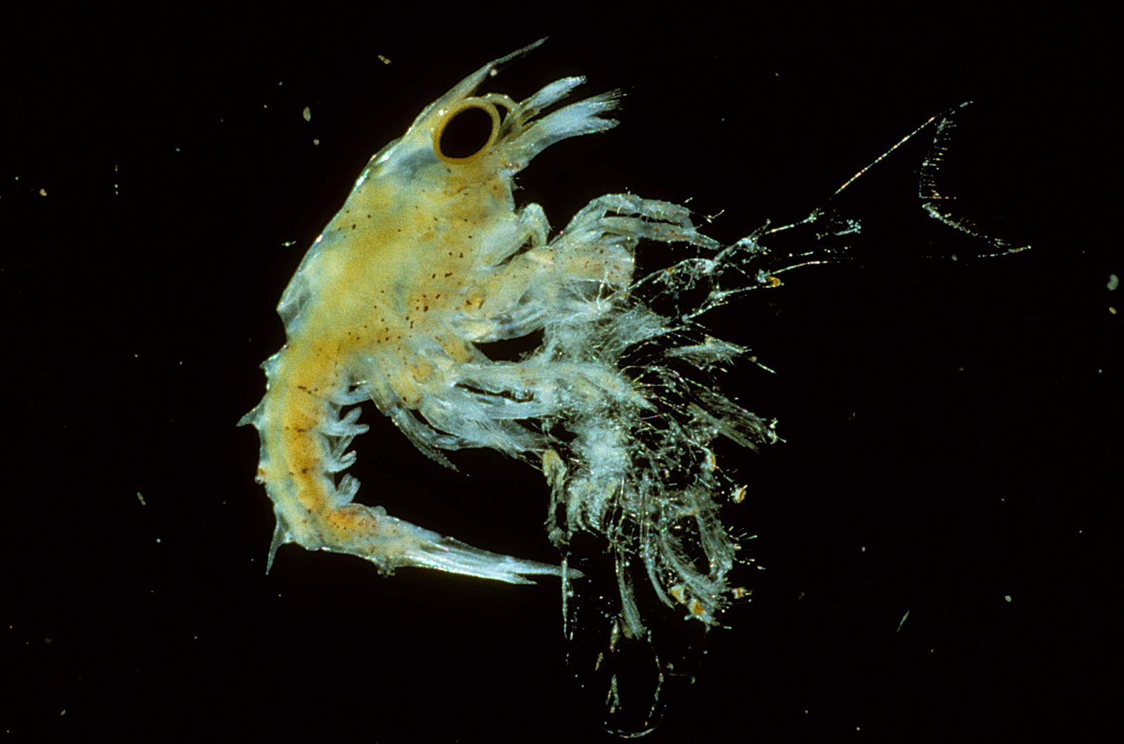 Molting lobster larvae in salt water | Nikon Small World